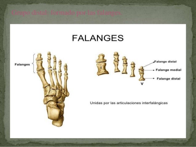 Huesos de la mano y pie