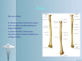 Huesos Del Antebrazo Pptx