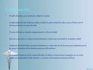 Huesos del antebrazo | PPTX