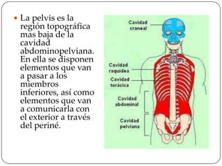 Huesos de la pelvis | PPTX
