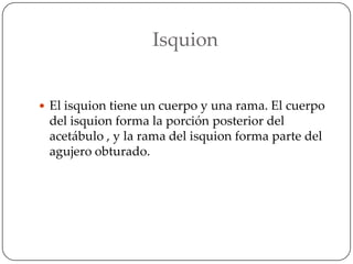 Huesos de la pelvis | PPTX