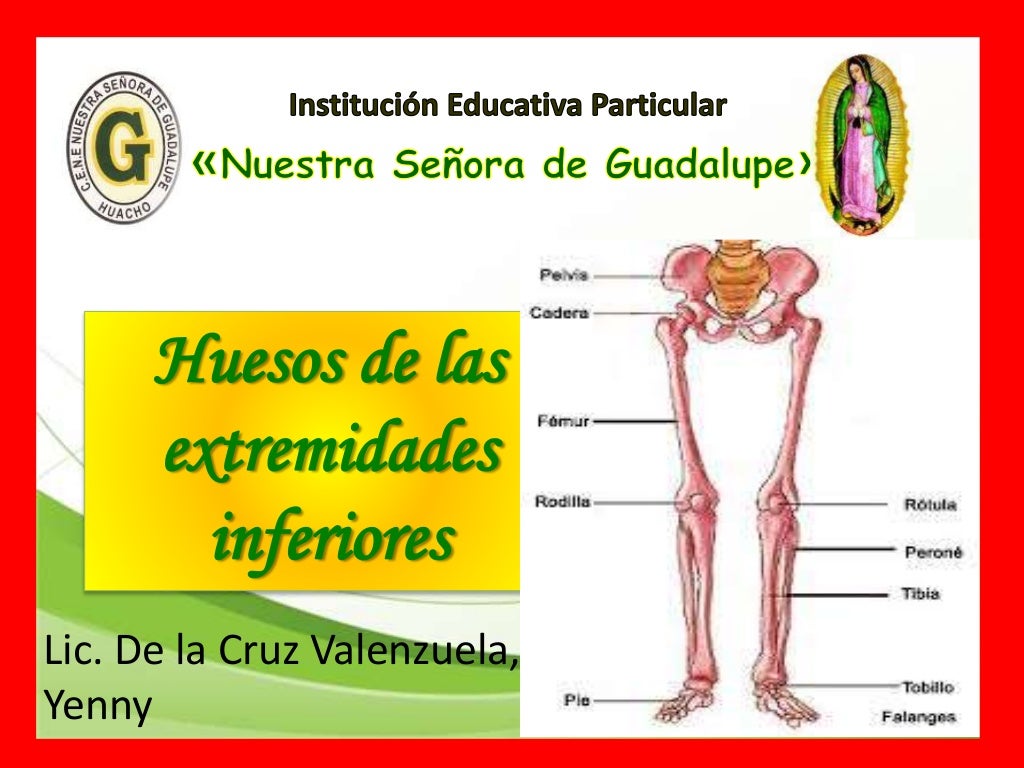 Huesos de las extremidades inferiores