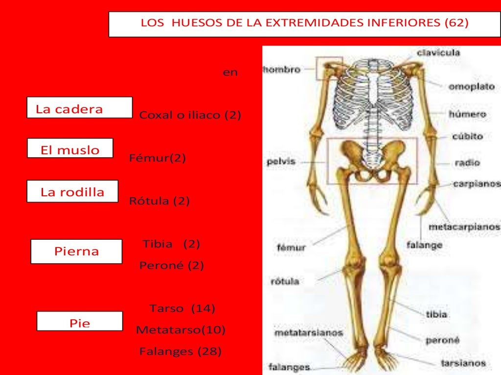 Huesos de las extremidades inferiores