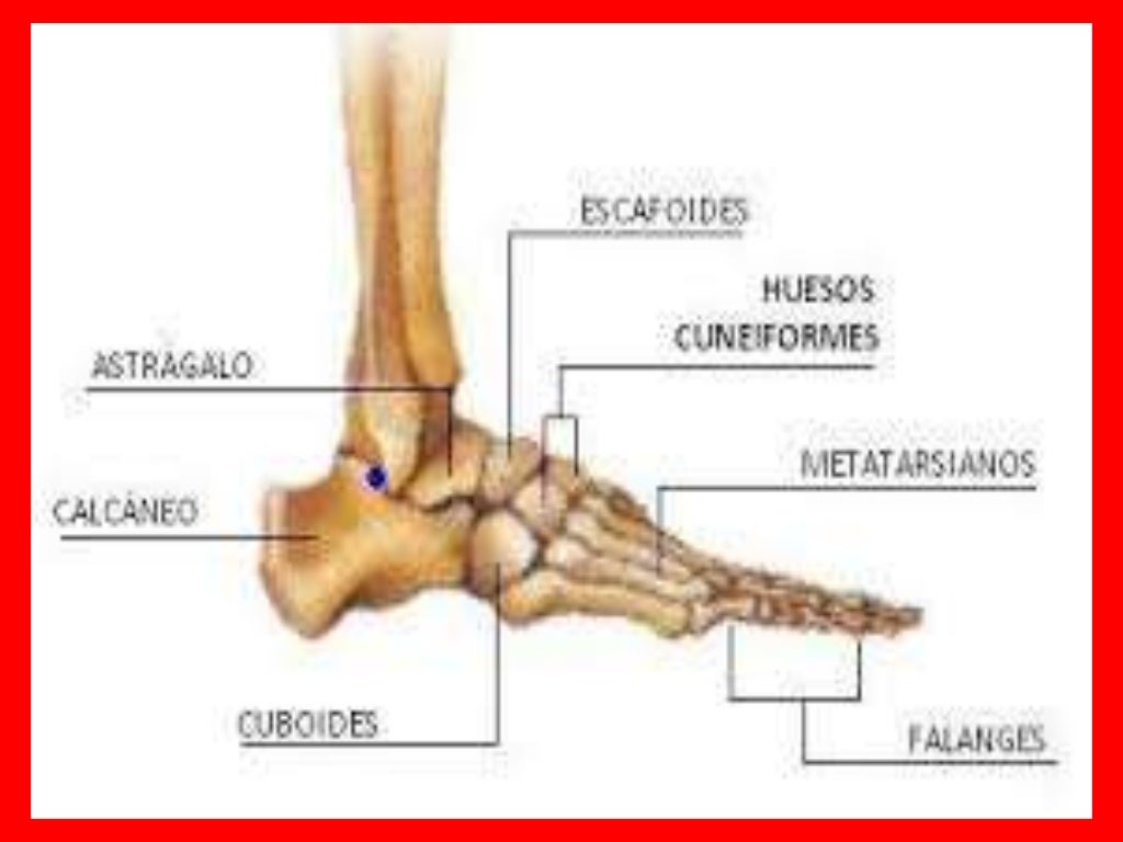 Huesos de las extremidades inferiores