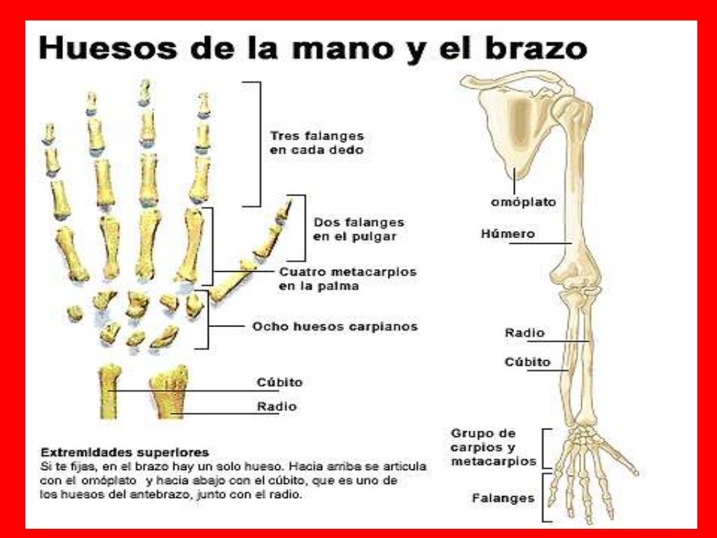Huesos de las extremidades superiores