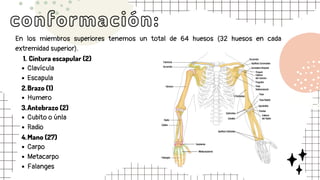huesos de lass extremidades superiores.pdf