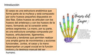 Huesos del Carpo exposición sobre tema de fisioterapia | PPTX
