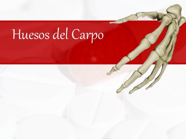 Huesos Del Carpo