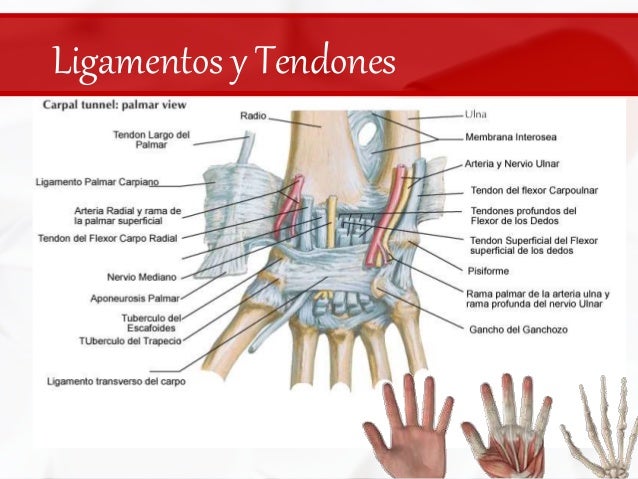 Carpo Articulaciones Del Cuerpo Humano