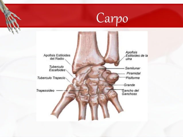 Carpo Articulaciones Del Cuerpo Humano