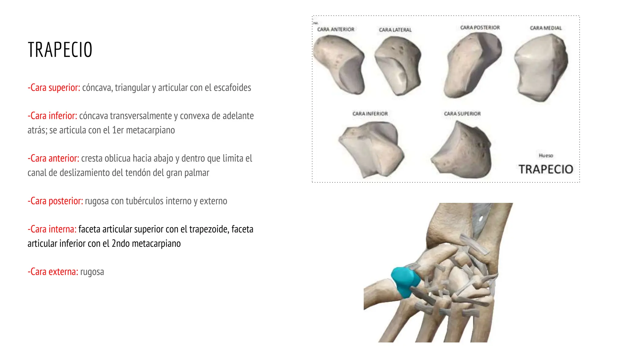 Anatomía del esqueleto de los huesos del carpo | PPTX