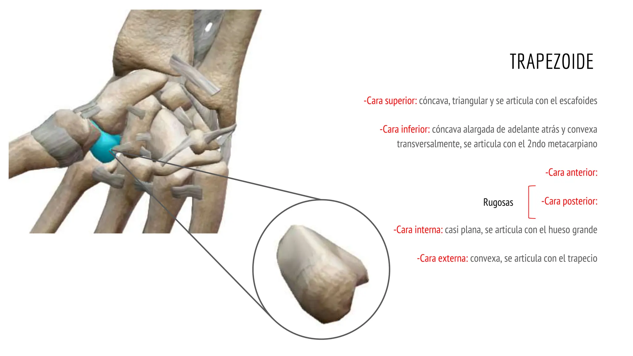 Anatomía del esqueleto de los huesos del carpo | PPTX