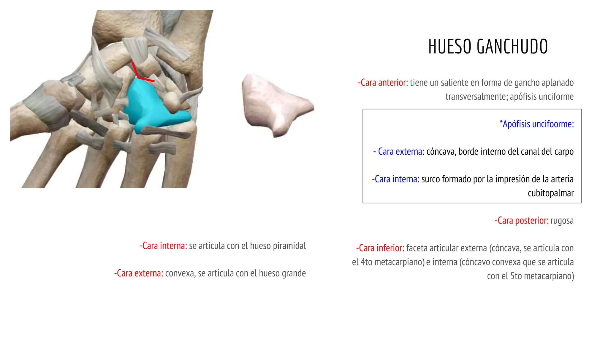 Anatomía del esqueleto de los huesos del carpo | PPTX