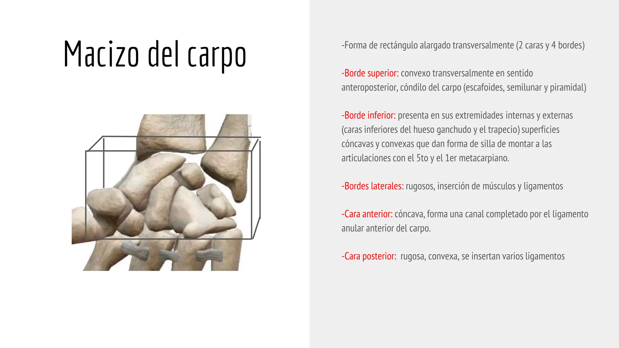 Anatomía del esqueleto de los huesos del carpo | PPTX