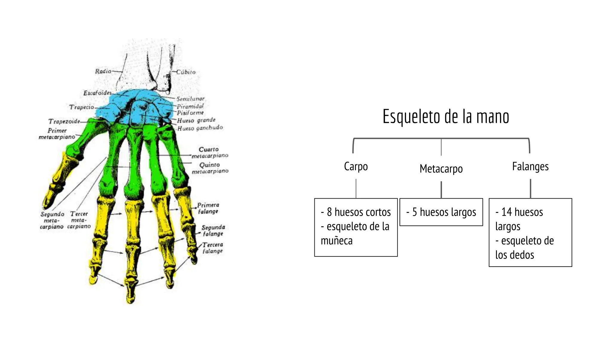Anatomía del esqueleto de los huesos del carpo | PPTX