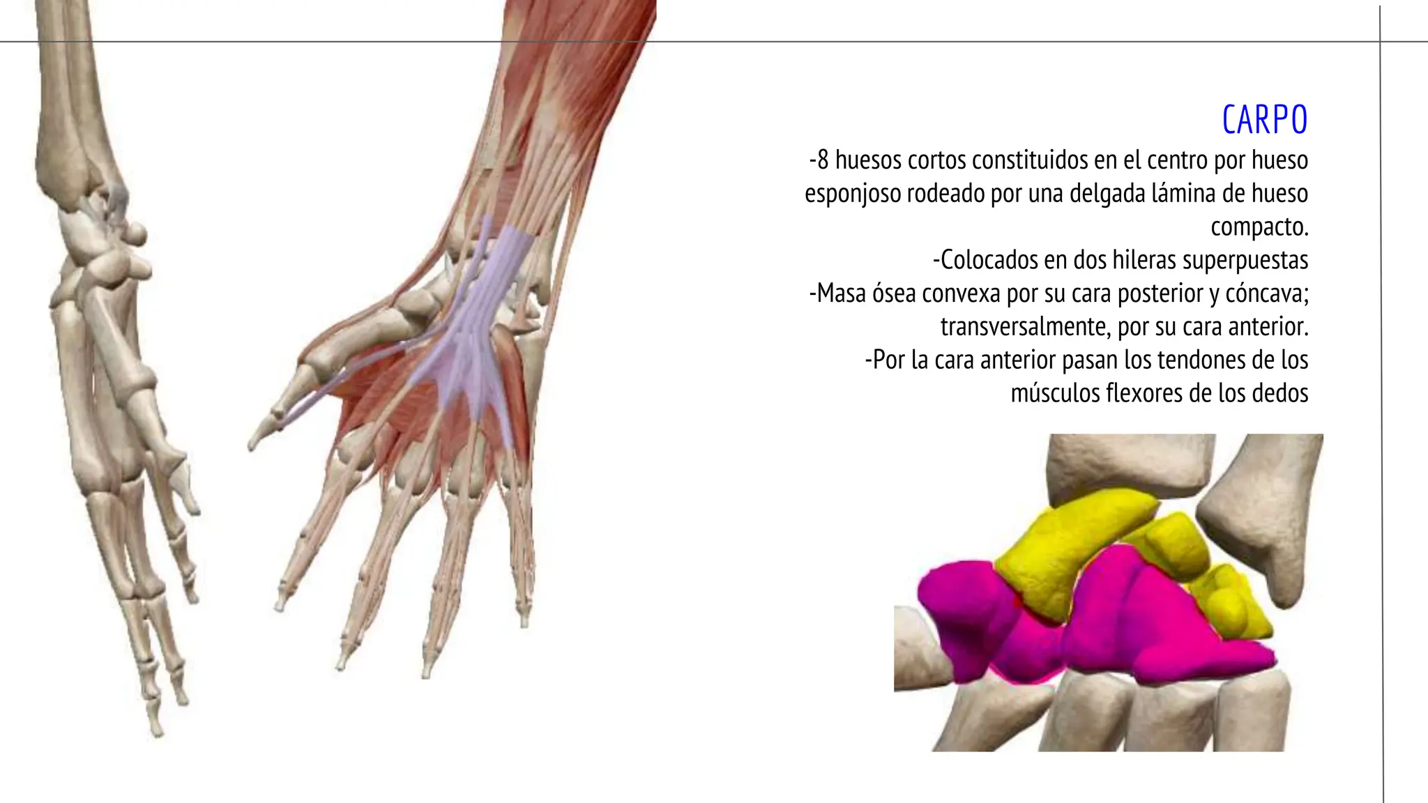 Anatomía del esqueleto de los huesos del carpo | PPTX