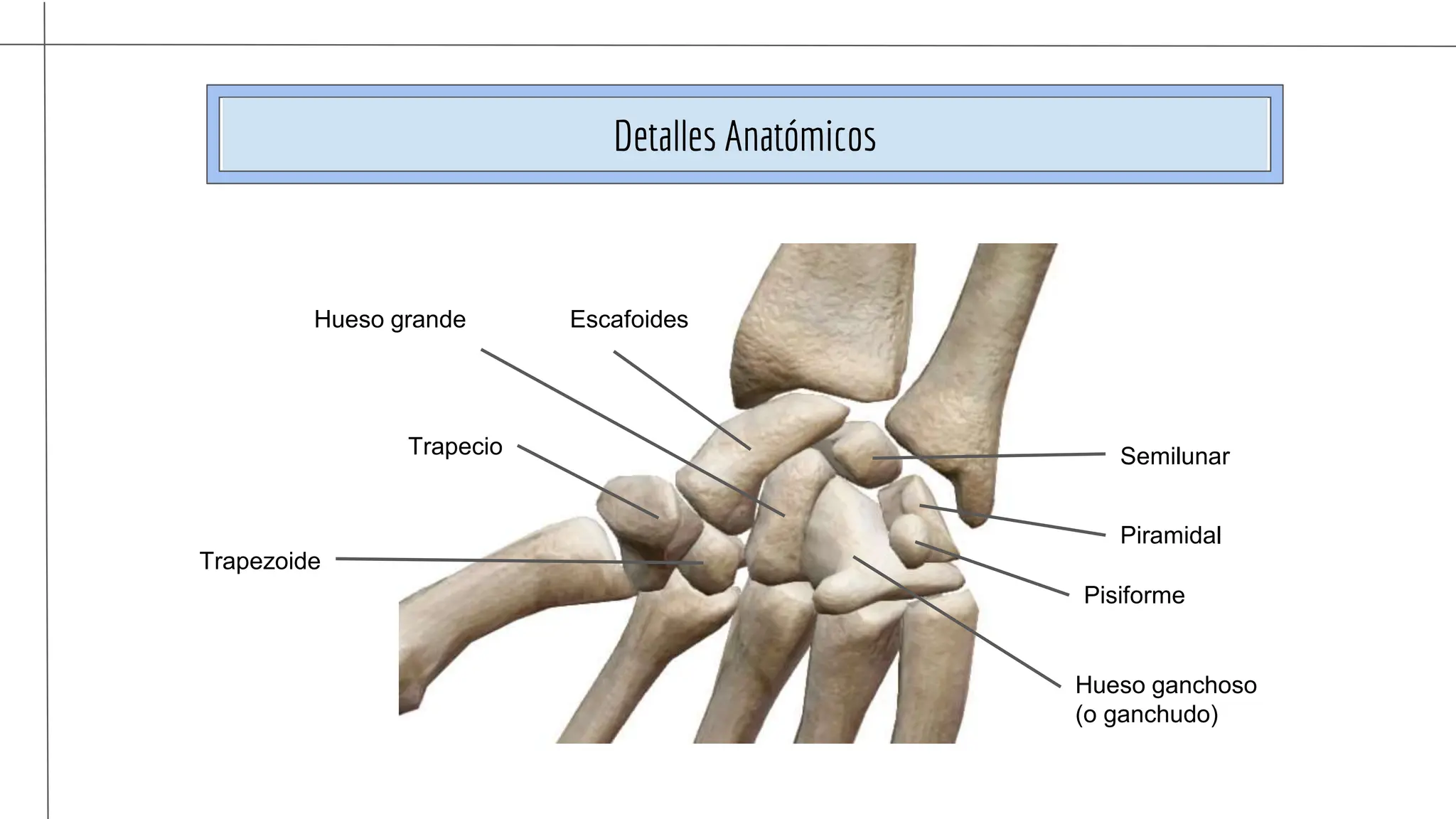 Anatomía del esqueleto de los huesos del carpo | PPTX