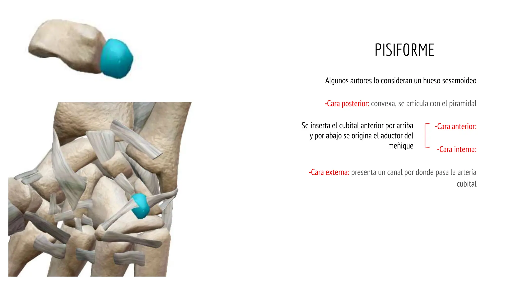 Anatomía del esqueleto de los huesos del carpo | PPTX