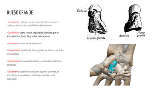 Anatomía del esqueleto de los huesos del carpo | PPTX