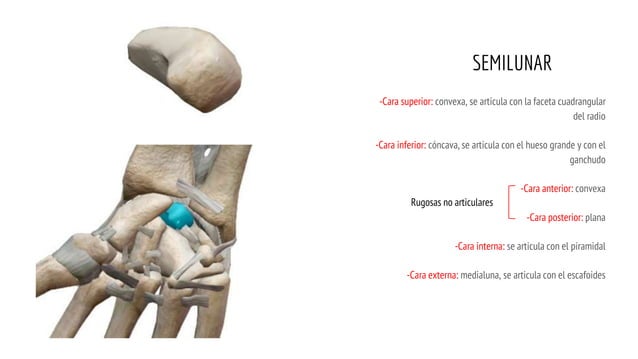 Anatomía del esqueleto de los huesos del carpo | PPTX