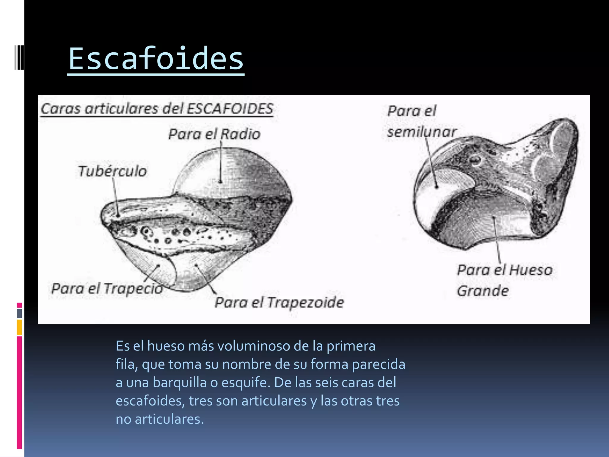 Huesos del carpo descripcion | PPTX