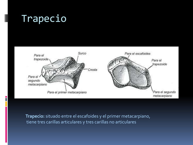 Huesos del carpo descripcion | PPTX