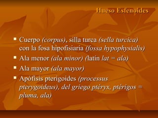 Huesos del craneo | PPT