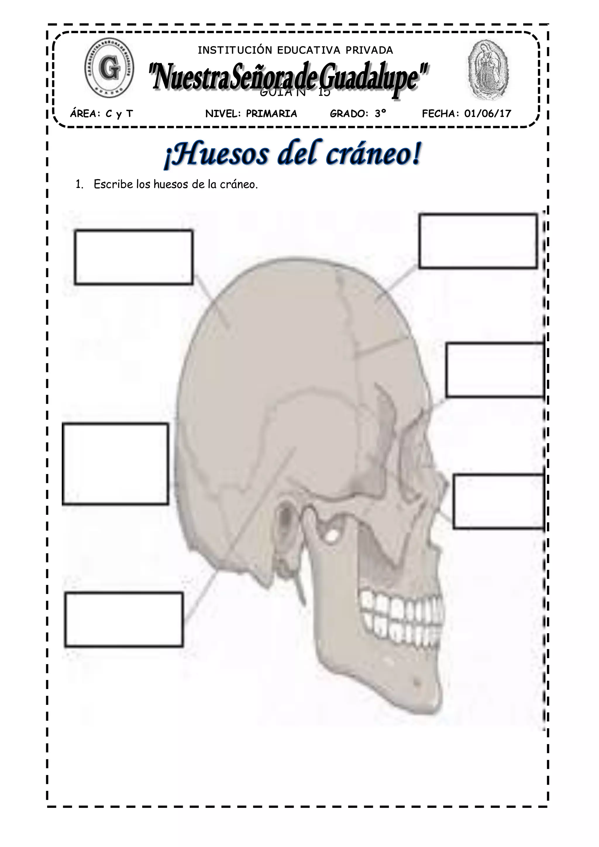 Huesos Del Craneo Docx