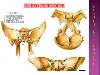 Huesos del craneo | PPTX