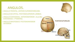 HUESOS DEL CRANEO.pptx