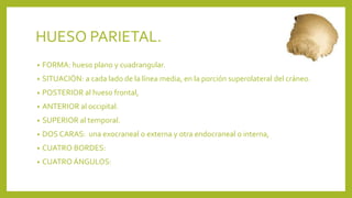 HUESOS DEL CRANEO.pptx