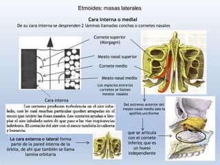 1 ANATOMÍA HUMANA, HUESOS DEL CRANEO.pptx