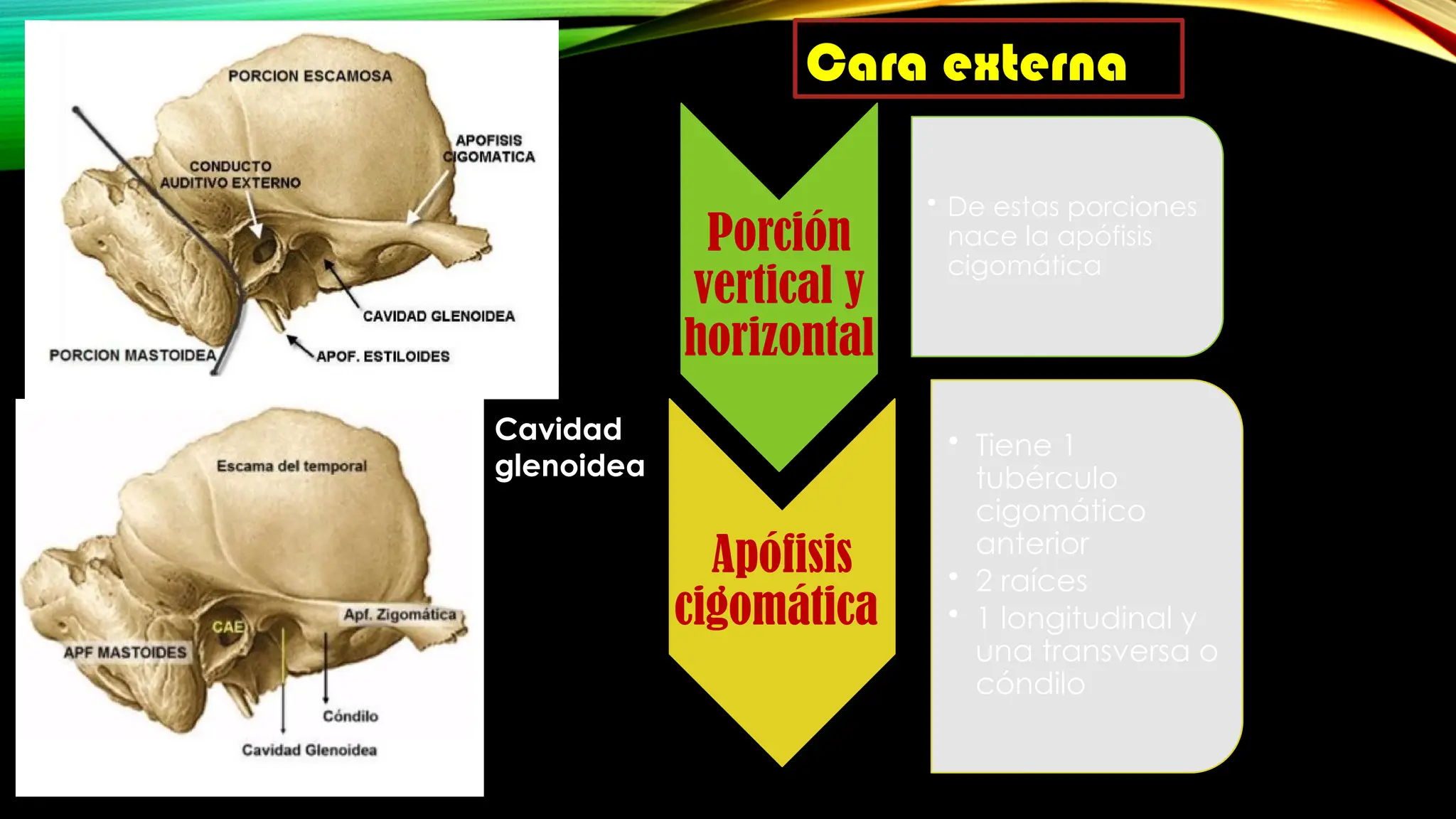 huesos del craneo explisito y explicacion.pptx