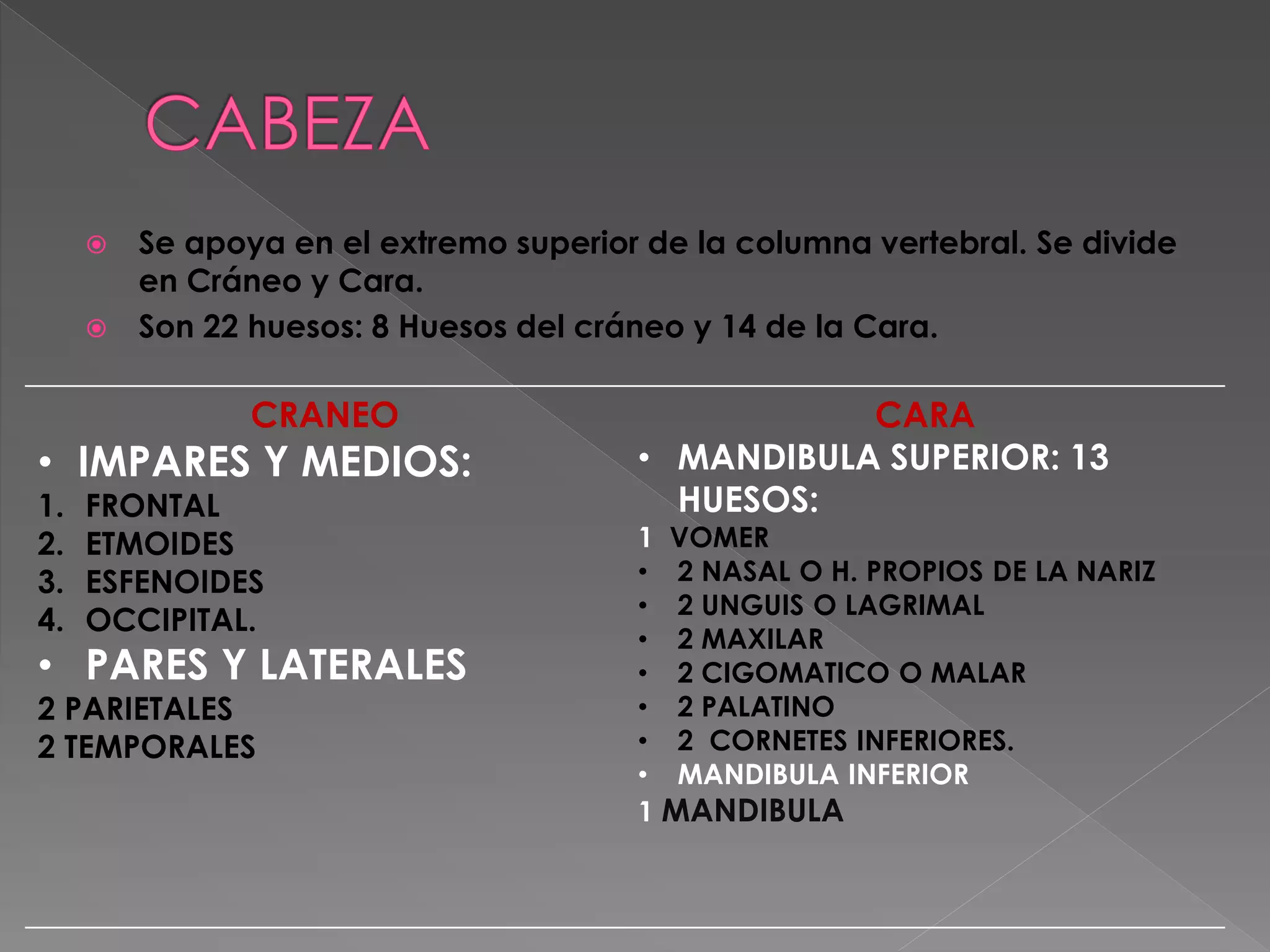 Huesos Del Craneo Pdf