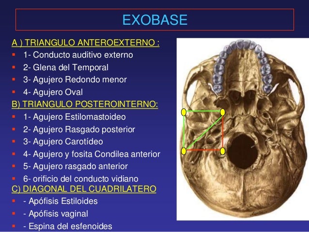 Huesos del craneo 2013