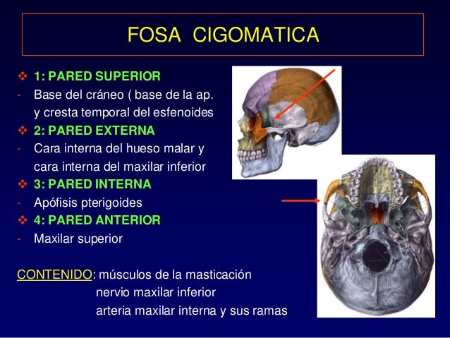 Huesos del craneo 2013