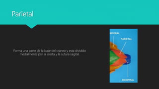 huesos del craneo del caballo.pptx