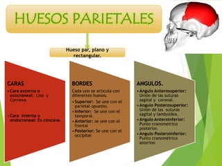 HUESOS DEL CRANEO | PPTX