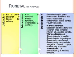 CRÁNEO | PPTX