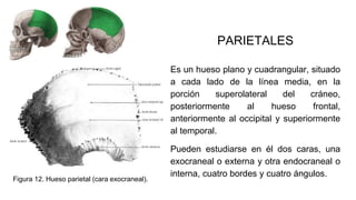 HUESOS DEL CRÁNEO.pptx