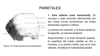 HUESOS DEL CRÁNEO.pptx