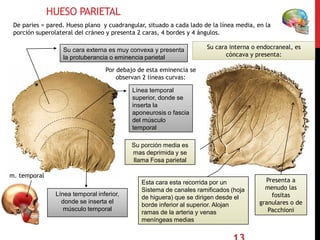 Huesos del cráneo.pdf