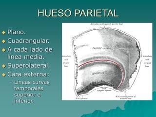 Huesos del cráneo o hueso de la bóveda craneana.ppt