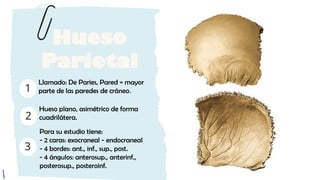 HUESOS DEL CRÁNEO-ESTUDIO ANATÓMICO DEL CRÁNEO | PPTX