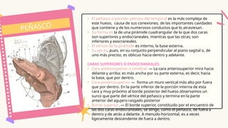 HUESOS DEL CRÁNEO-ESTUDIO ANATÓMICO DEL CRÁNEO | PPTX