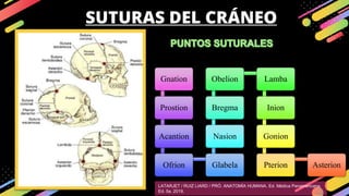 Huesos del cuerpo humano--Anatomia.pptx. | PPTX
