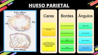 Huesos del cuerpo humano--Anatomia.pptx. | PPTX