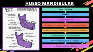 Huesos del cuerpo humano--Anatomia.pptx. | PPTX