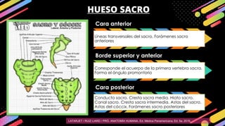 Huesos del cuerpo humano--Anatomia.pptx. | PPTX