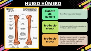 Huesos del cuerpo humano--Anatomia.pptx. | PPTX